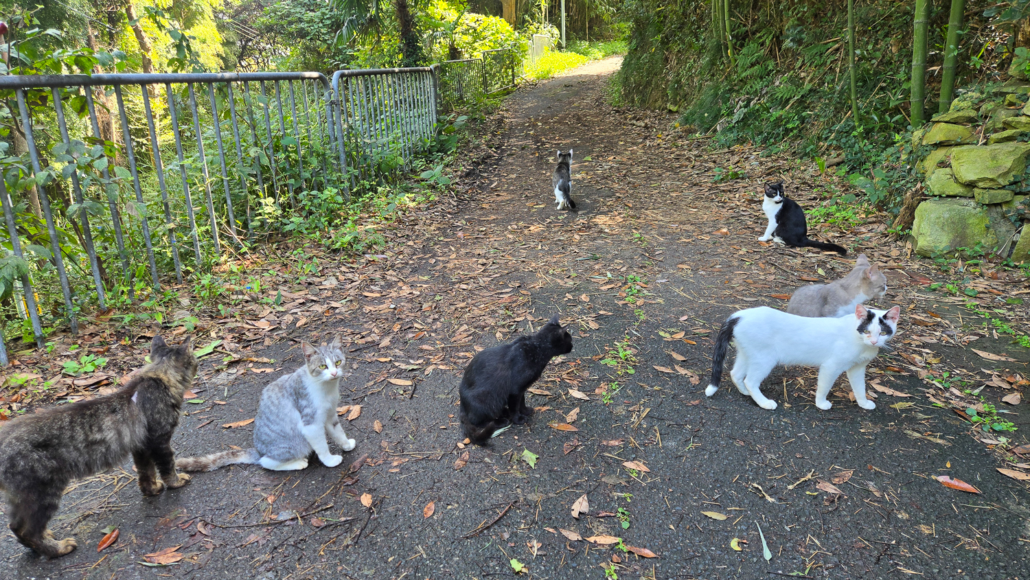 Japan Cat-Themed Cultural Adventure Tour with Sherry from Ottsworld ...