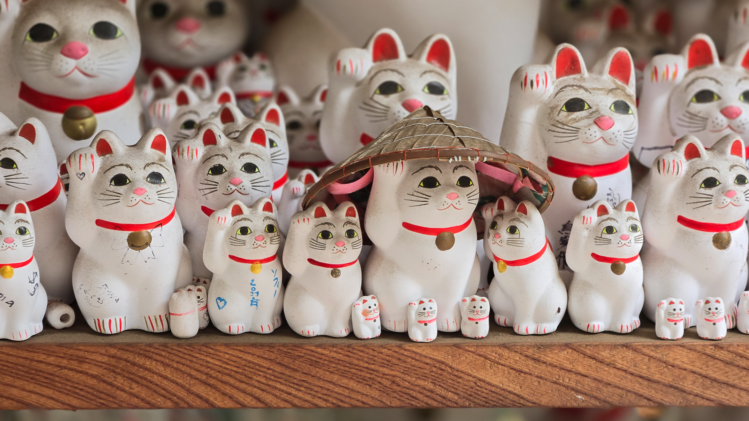 Japan Cat-Themed Cultural Adventure Tour with Sherry from Ottsworld ...